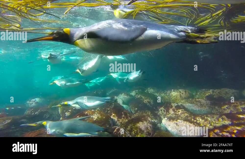 King penguins swimming underwater Stock Videos & Footage - HD and 4K ...