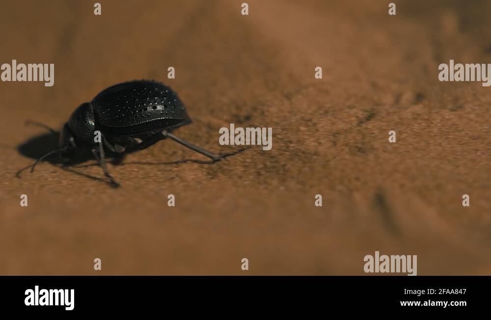 Desert stink beetle Stock Videos & Footage - HD and 4K Video Clips - Alamy