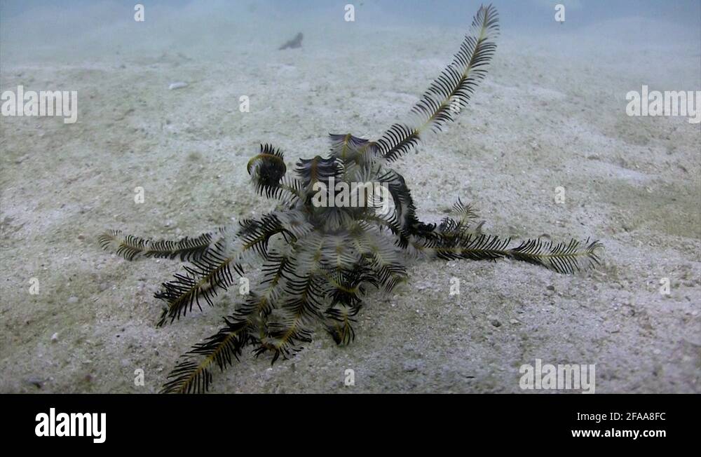 Rare footage of a Feather Star (Crinoid) walking on the sand Filmed ...