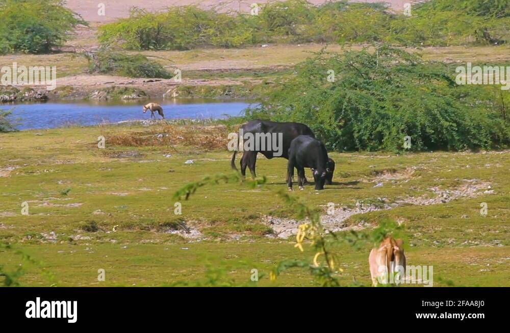 Cow and dog together Stock Videos & Footage - HD and 4K Video Clips - Alamy