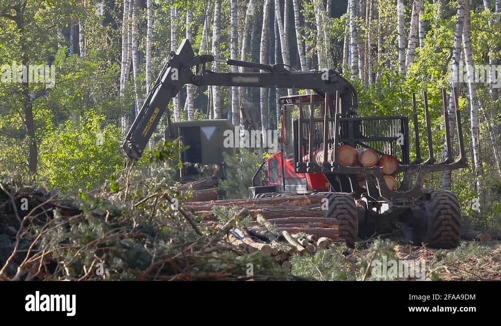 Timber loading, logging, timber loading with a claw Stock Video Footage ...
