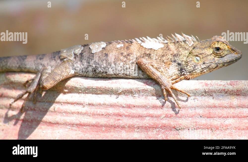 Agamidae family Stock Videos & Footage - HD and 4K Video Clips - Alamy