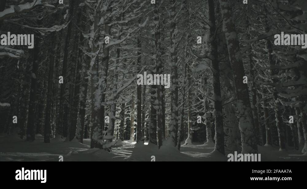 Night forest no light Stock Videos & Footage - HD and 4K Video Clips ...
