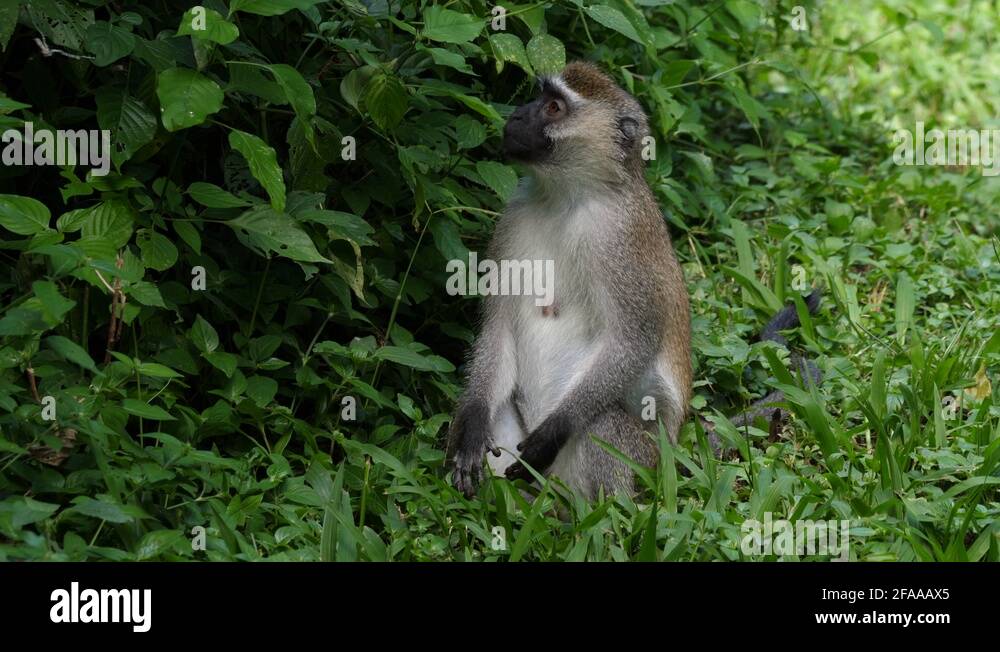 Female primate Stock Videos & Footage - HD and 4K Video Clips - Alamy