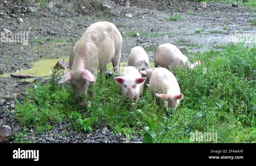 Cute pig outside Stock Videos & Footage - HD and 4K Video Clips - Alamy