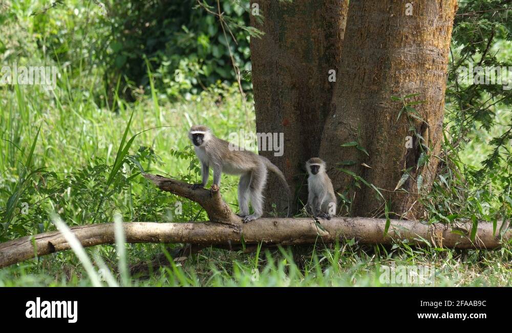 Monkeys of uganda Stock Videos & Footage - HD and 4K Video Clips - Alamy