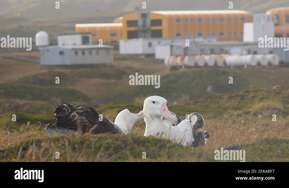 Two albatross Stock Videos & Footage - HD and 4K Video Clips - Alamy