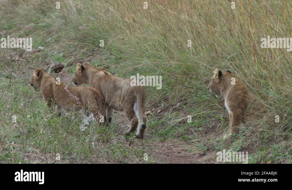 Lions pose Stock Videos & Footage - HD and 4K Video Clips - Alamy