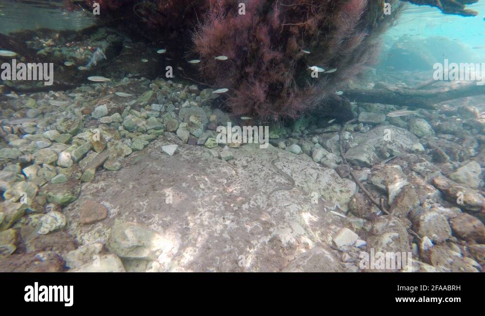 Ohrid lake under water flora and fauna including plants, fish and ...