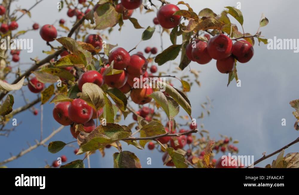 Dessert apple trees Stock Videos & Footage - HD and 4K Video Clips - Alamy
