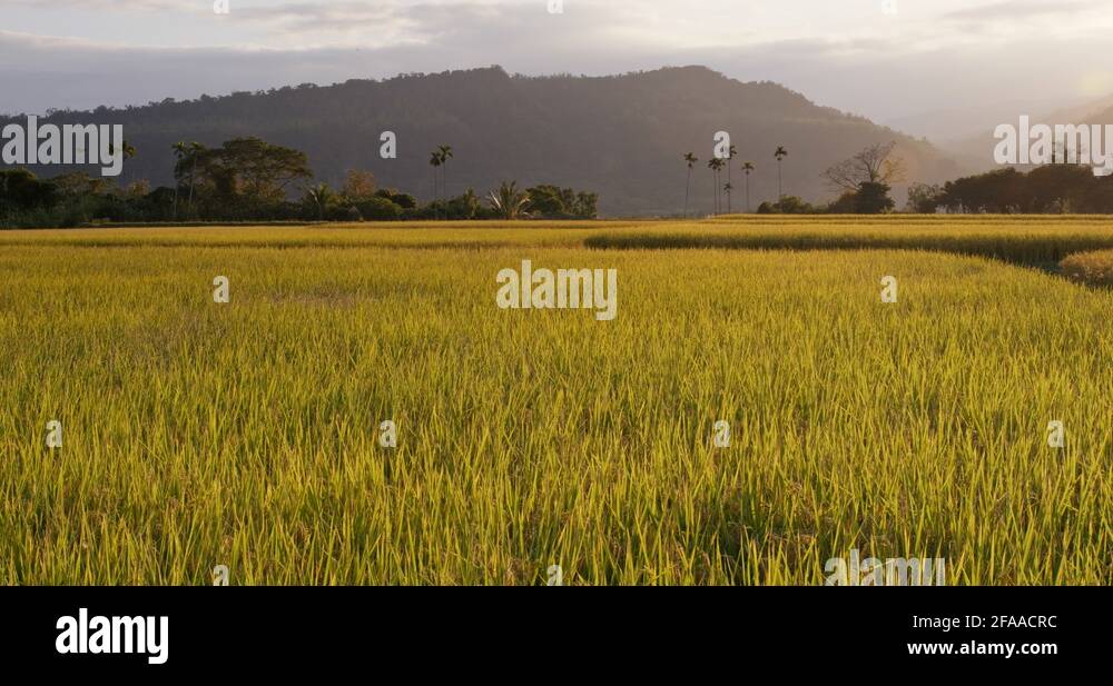 Fresh rice field Stock Videos & Footage - HD and 4K Video Clips - Alamy