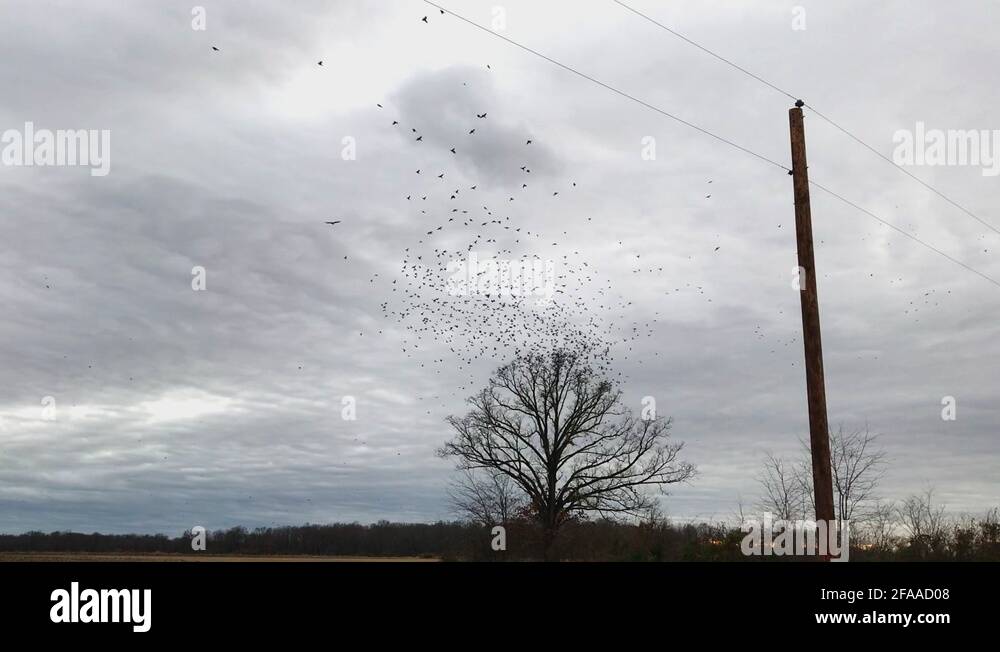 Black birds flying from a tree in slow motion Stock Video Footage - Alamy
