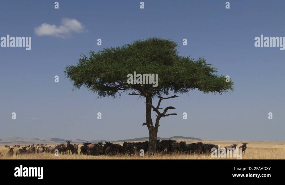 Only tree Stock Videos & Footage - HD and 4K Video Clips - Alamy