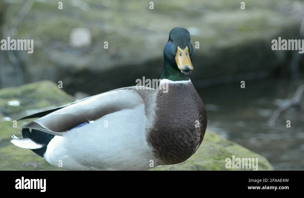 Duck quacks Stock Videos & Footage - HD and 4K Video Clips - Alamy