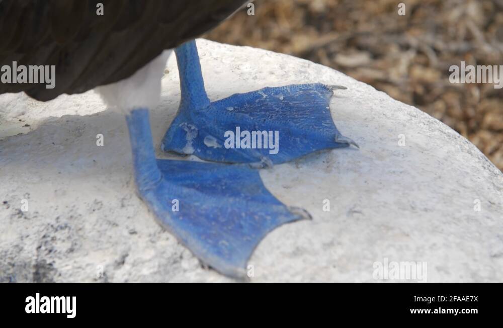 Blue footed birds Stock Videos & Footage - HD and 4K Video Clips - Alamy