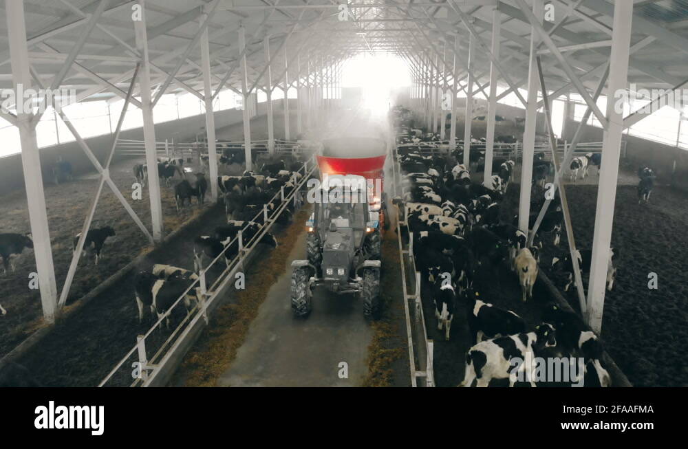 Tractor and cattle Stock Videos & Footage - HD and 4K Video Clips - Alamy