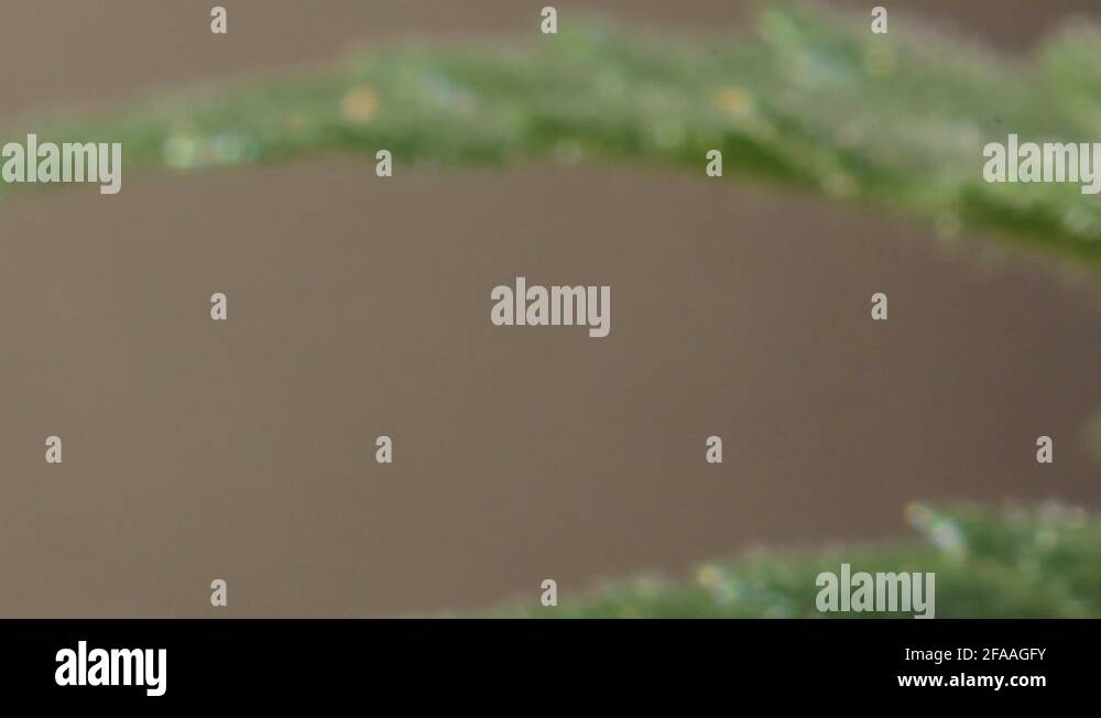 Marijuana cannabis bud up close Stock Videos & Footage - HD and 4K ...