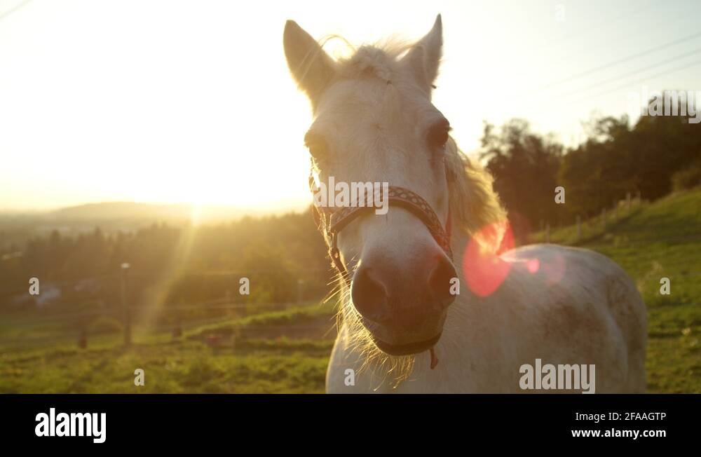 Pony looking at the camera Stock Videos & Footage - HD and 4K Video ...