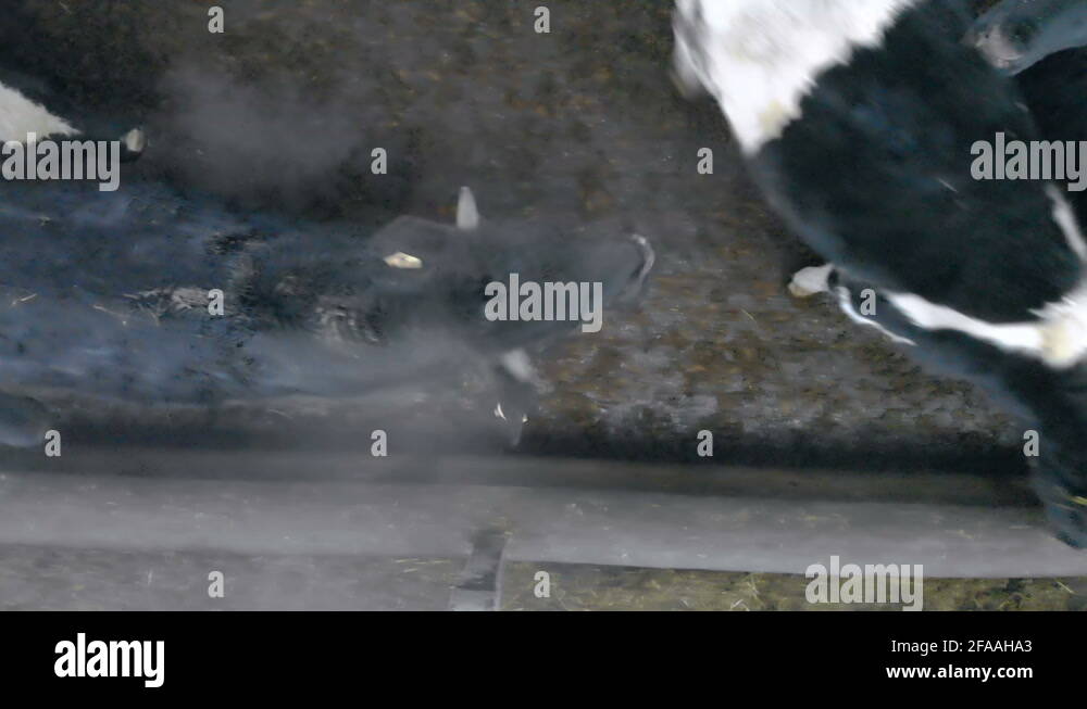 Moving stall Stock Videos & Footage - HD and 4K Video Clips - Alamy