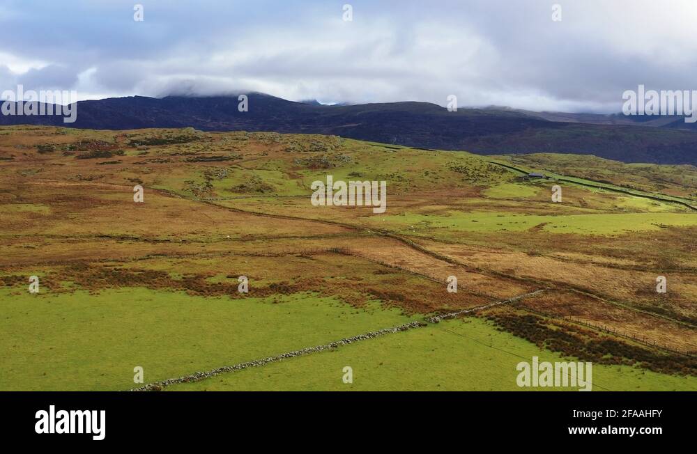 Snowdonia plant Stock Videos & Footage - HD and 4K Video Clips - Alamy