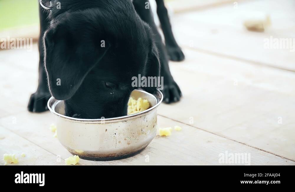 Dog food in bowl Stock Videos & Footage - HD and 4K Video Clips - Alamy