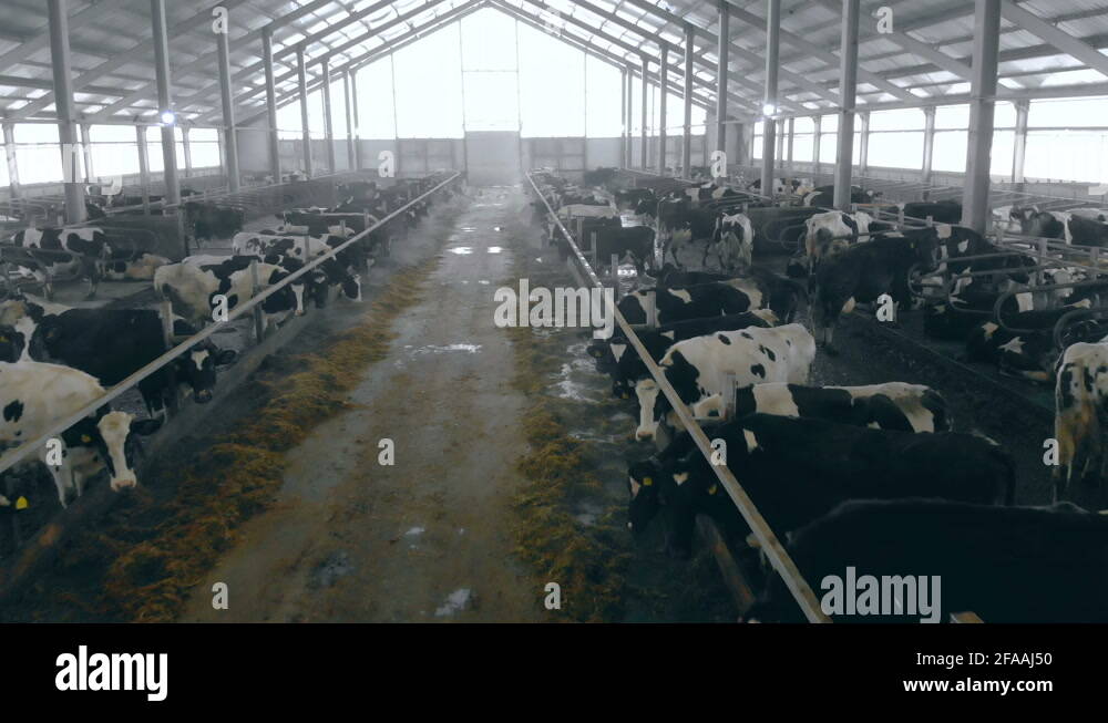 Cattle fodder plant Stock Videos & Footage - HD and 4K Video Clips - Alamy