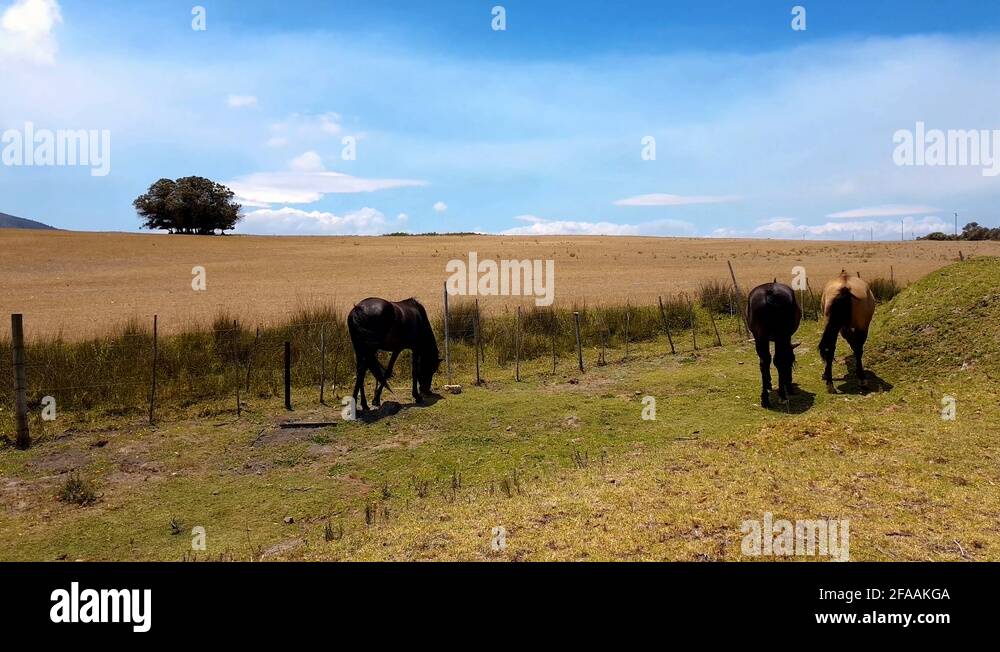 Paddock wire Stock Videos & Footage - HD and 4K Video Clips - Alamy