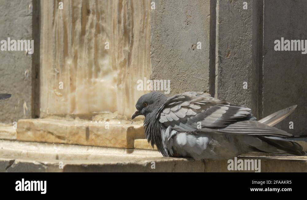Water pigeon Stock Videos & Footage - HD and 4K Video Clips - Alamy