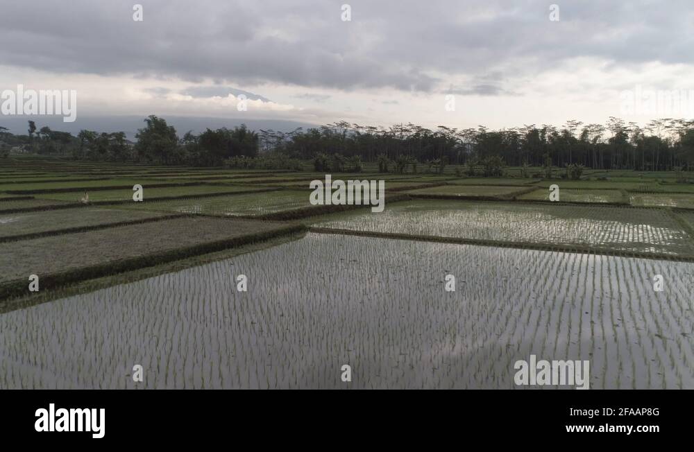 Paddy rice field of indonesia Stock Videos & Footage - HD and 4K Video ...