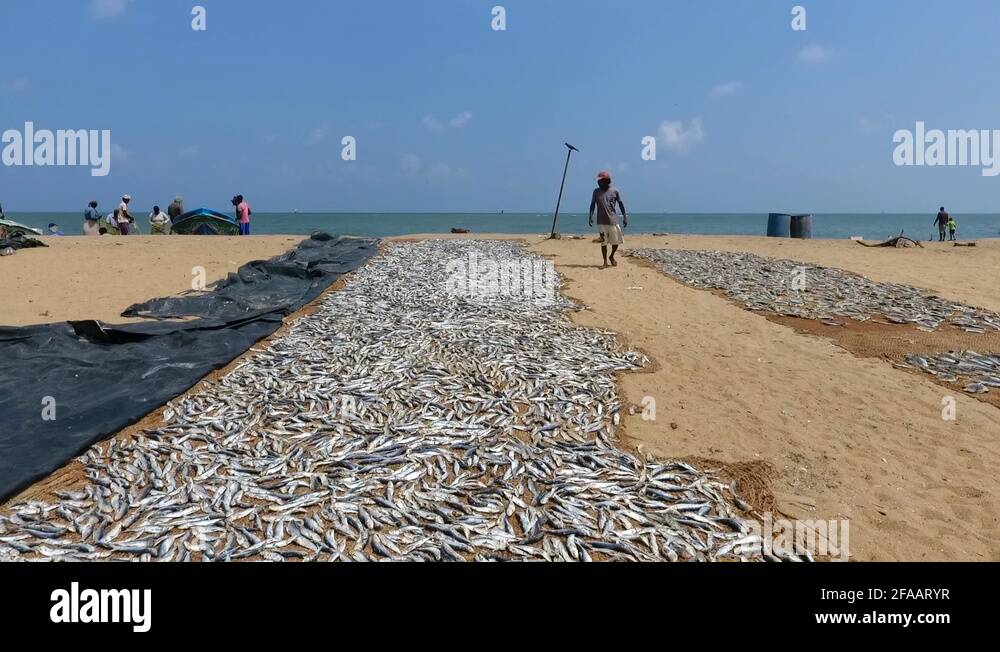 Fish in sun Stock Videos & Footage - HD and 4K Video Clips - Alamy