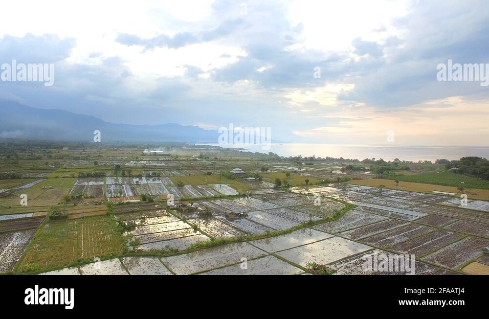 Paddy rice field of bali Stock Videos & Footage - HD and 4K Video Clips ...