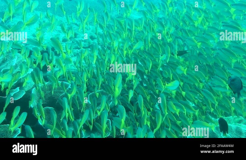 swimming above a Large school of yellowtail snapper on an underwater ...