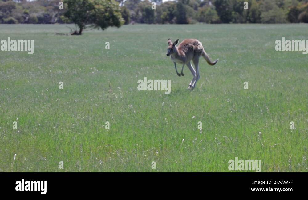 Red kangaroo hopping Stock Videos & Footage - HD and 4K Video Clips - Alamy