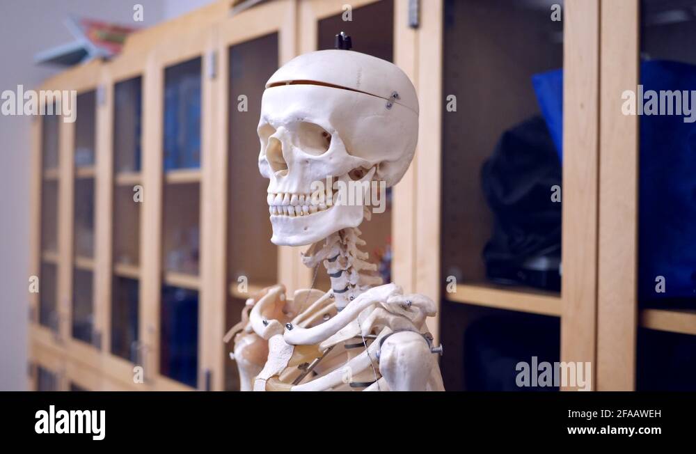 An educational model of a human skeleton on display in a college ...
