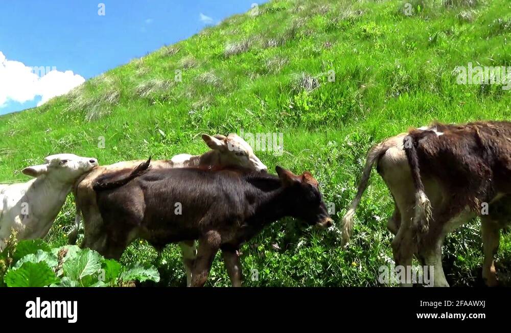 Georgian animals Stock Videos & Footage - HD and 4K Video Clips - Alamy