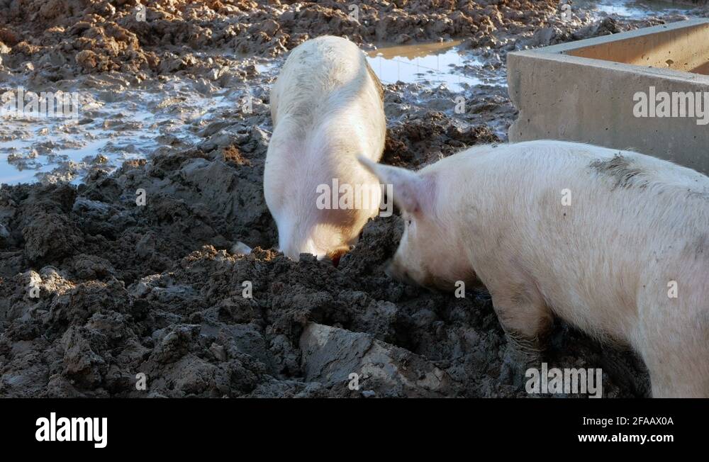 Animal rooting Stock Videos & Footage - HD and 4K Video Clips - Alamy