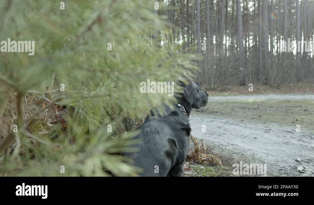 Sitting black labrador Stock Videos & Footage - HD and 4K Video Clips ...