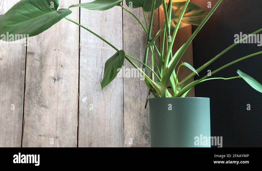 Pot plant large leaves Stock Videos & Footage - HD and 4K Video Clips ...