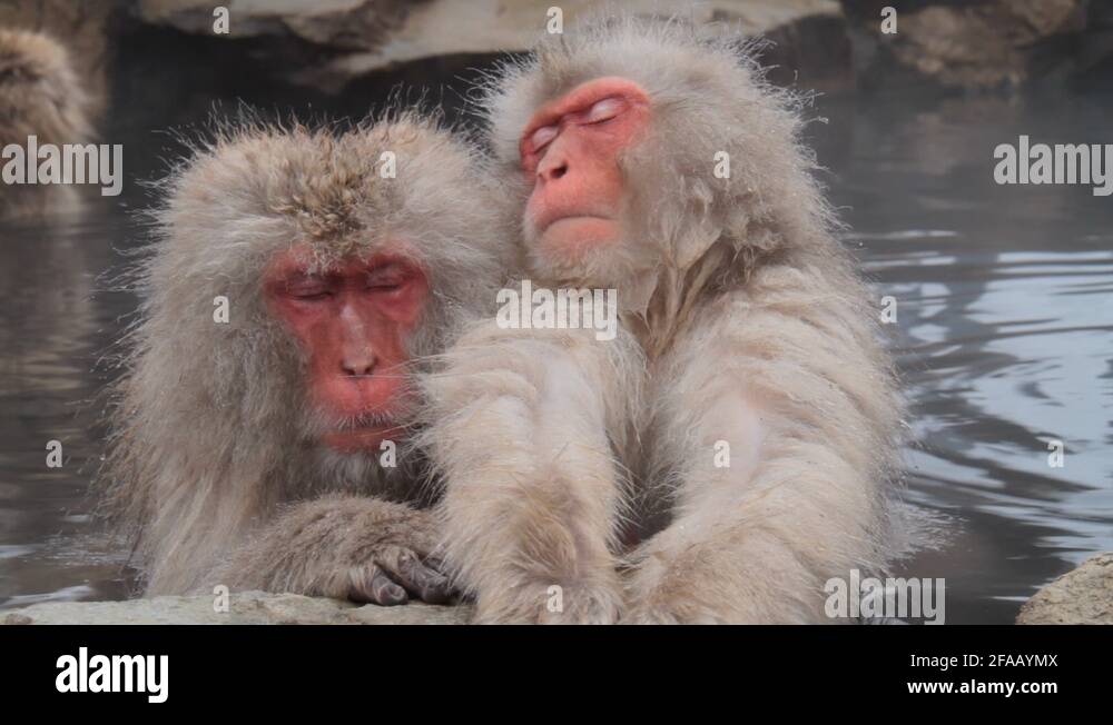 Snow Monkeys sleeping In Hot Springs, Jigokudani, Nagano, Japan Stock ...