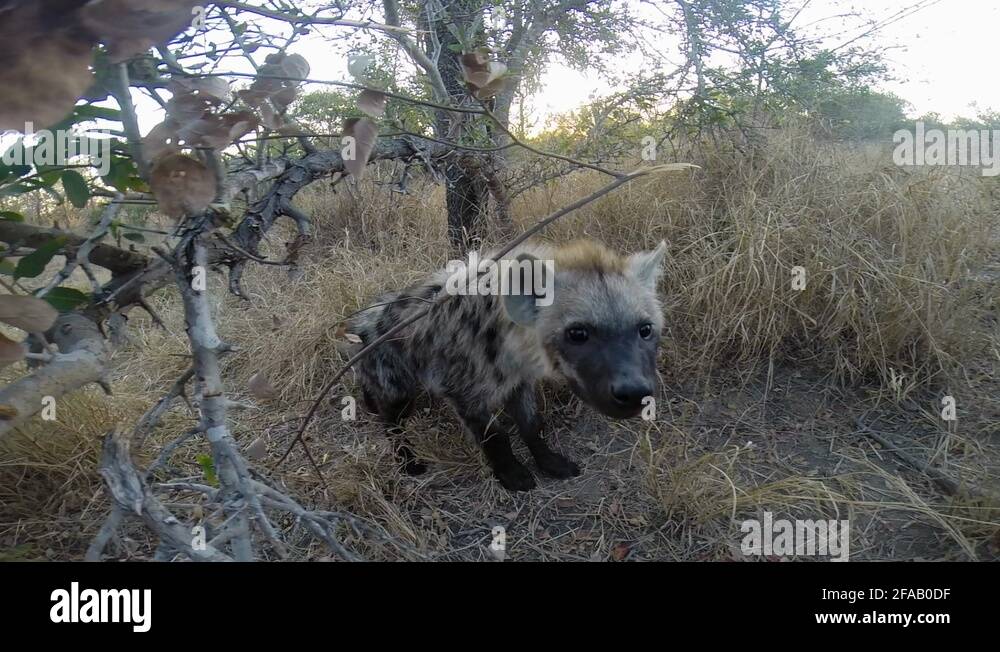 Hyena young Stock Videos & Footage - HD and 4K Video Clips - Alamy