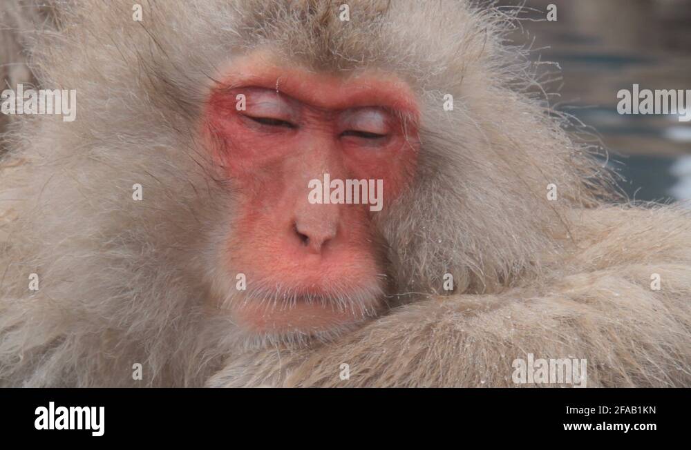 Snow Monkey sleeping In Hot Springs, Jigokudani, Nagano, Japan Stock ...