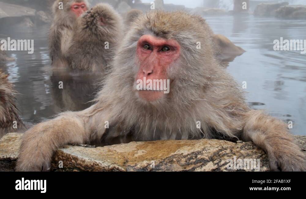 Snow Monkeys, Japanese Macaques In Hot Springs, Jigokudani, Nagano ...