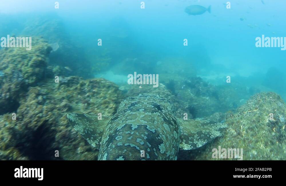 Shark perspective Stock Videos & Footage - HD and 4K Video Clips - Alamy