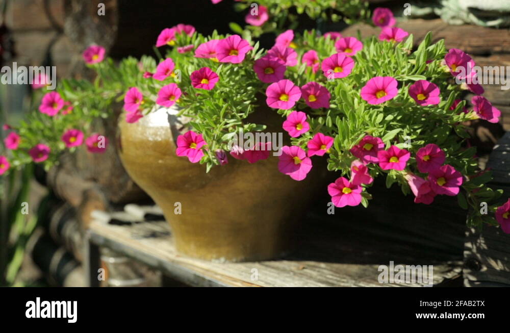 Calibrachoa pot Stock Videos & Footage - HD and 4K Video Clips - Alamy