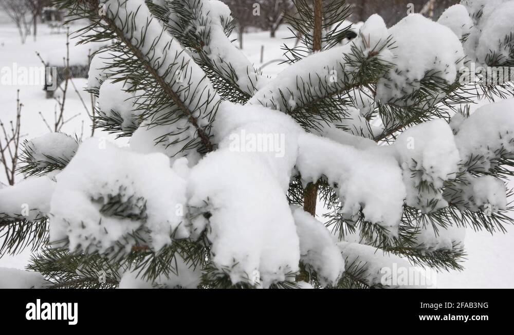 Snow frost tree Stock Videos & Footage - HD and 4K Video Clips - Alamy
