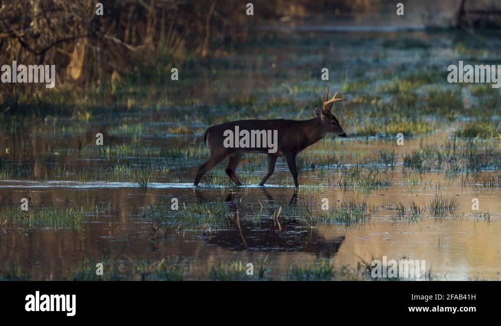 White tail deer Stock Videos & Footage - HD and 4K Video Clips - Alamy