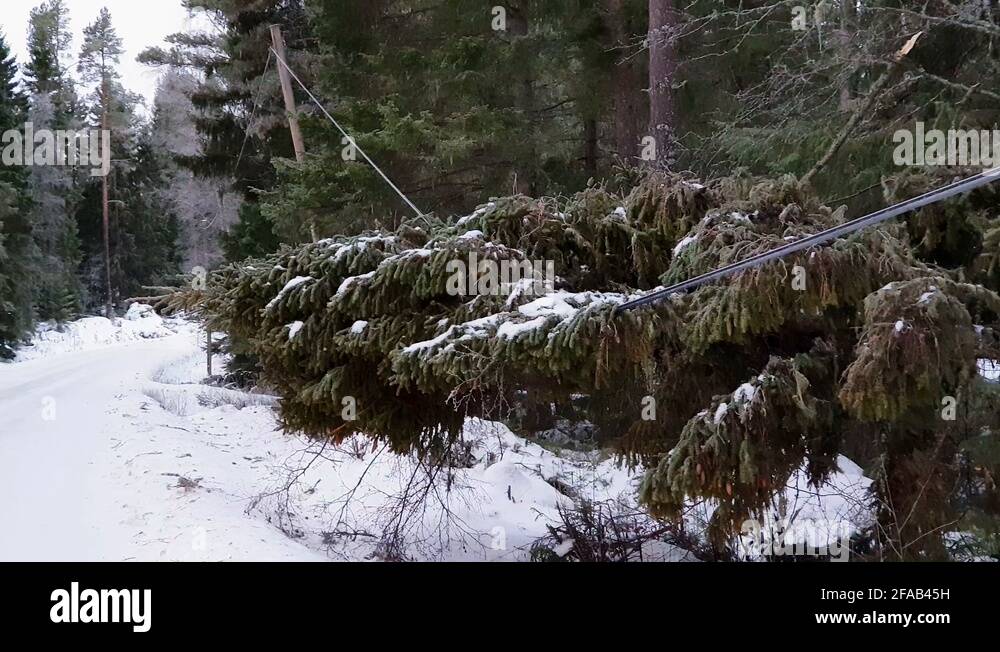 Tree power cable Stock Videos & Footage - HD and 4K Video Clips - Alamy