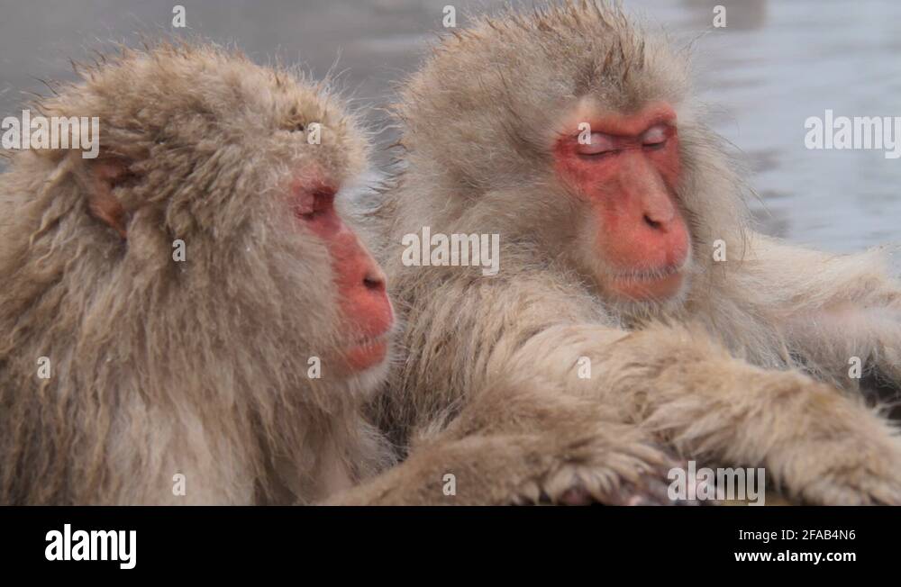 Snow Monkeys sleeping In Hot Springs, Jigokudani, Nagano, Japan Stock ...