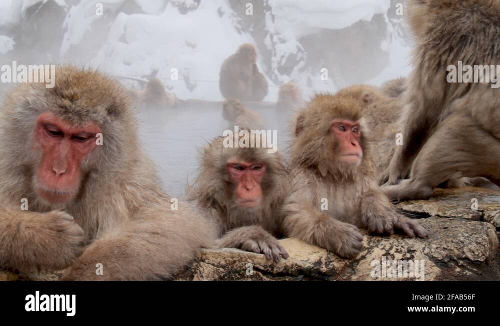 Snow Monkeys, Japanese Macaques In Hot Springs, Jigokudani, Nagano ...