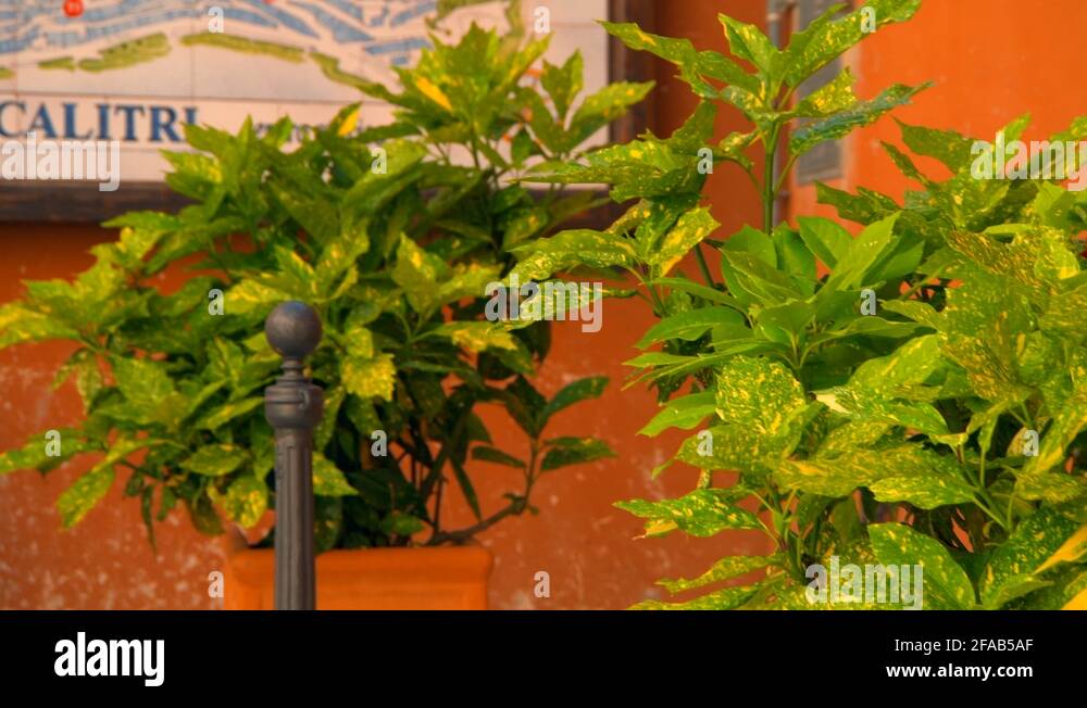 Tree map italy Stock Videos & Footage - HD and 4K Video Clips - Alamy